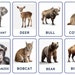 Flashcard Bundle of Wild World Bundle Including Safari Animals, Wild ...