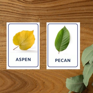 Discover Plant Leaves With 32 Editable Montessori Flash Cards ...