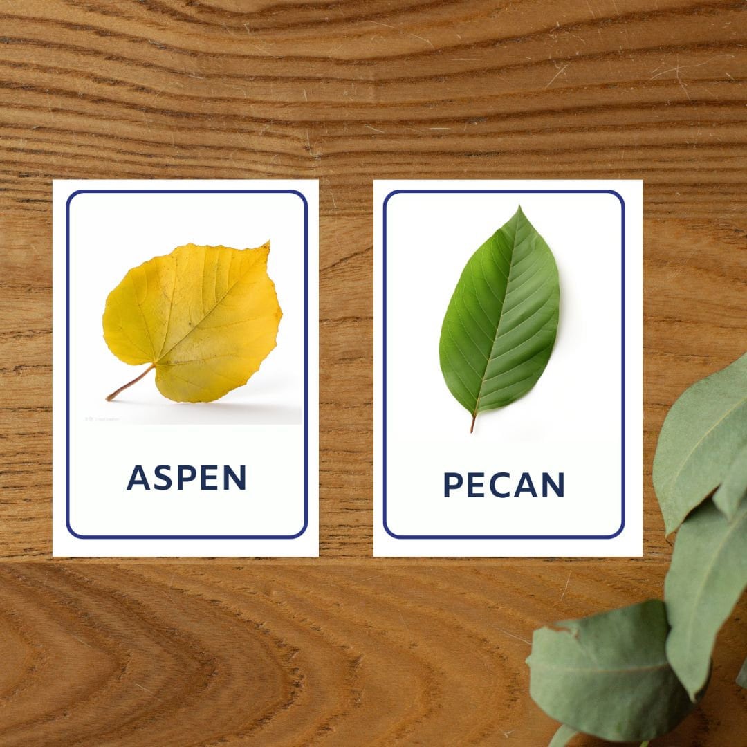 Discover Plant Leaves With 32 Editable Montessori Flash Cards ...