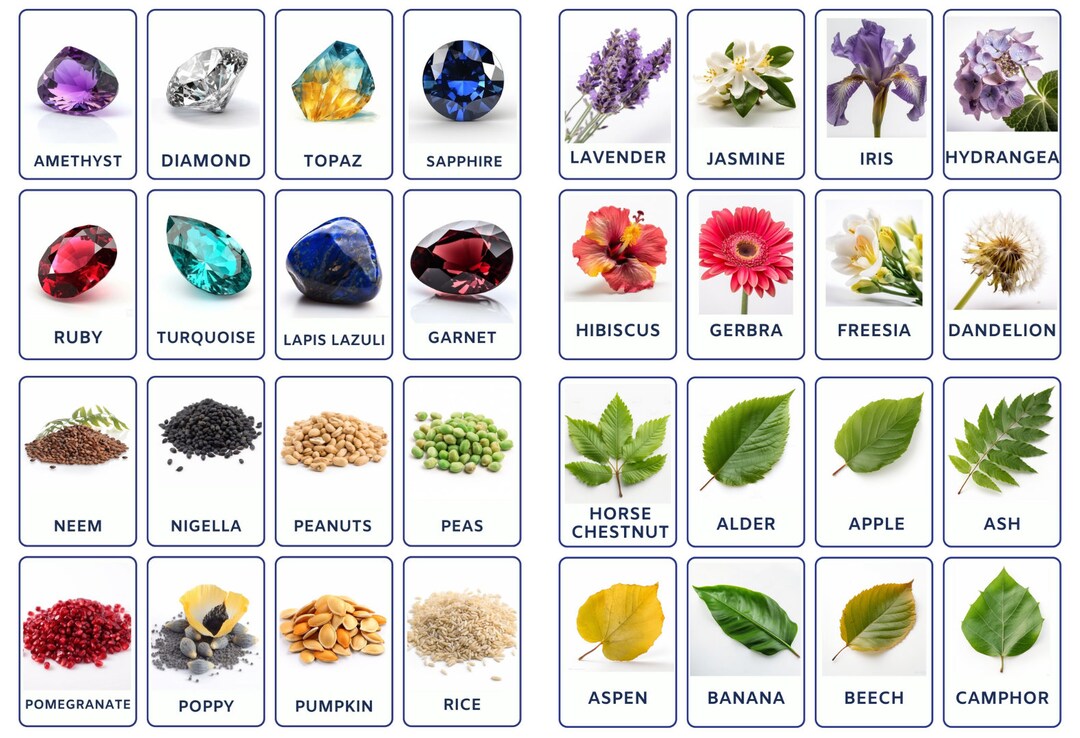 Flashcard Bundle of Natural Beauty Bundle Includes Flowers, Gemstones ...