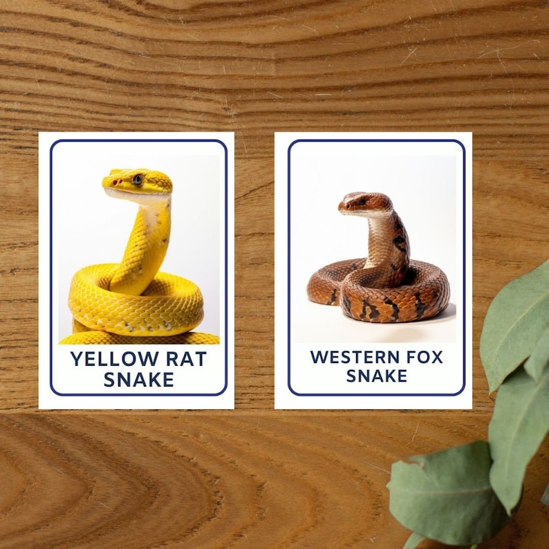 32 Snakes Flashcards, Kids Printable, Nomenclature Cards, Toddler ...