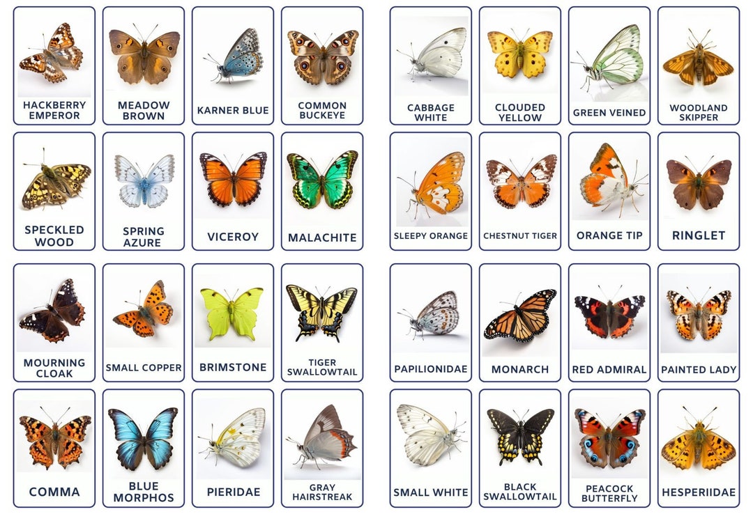 Explore Butterflies With 32 Montessori Flash Cards, Nomenclature ...
