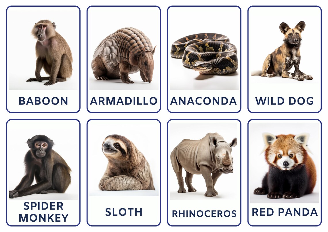 Flashcard Bundle of Wild World Bundle Including Safari Animals, Wild ...