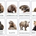 Flashcard Bundle of Wild World Bundle Including Safari Animals, Wild ...