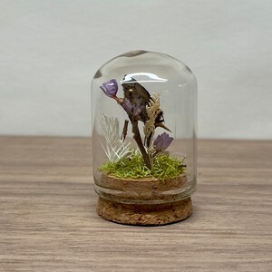 Mini Butterfly Dome - Etsy