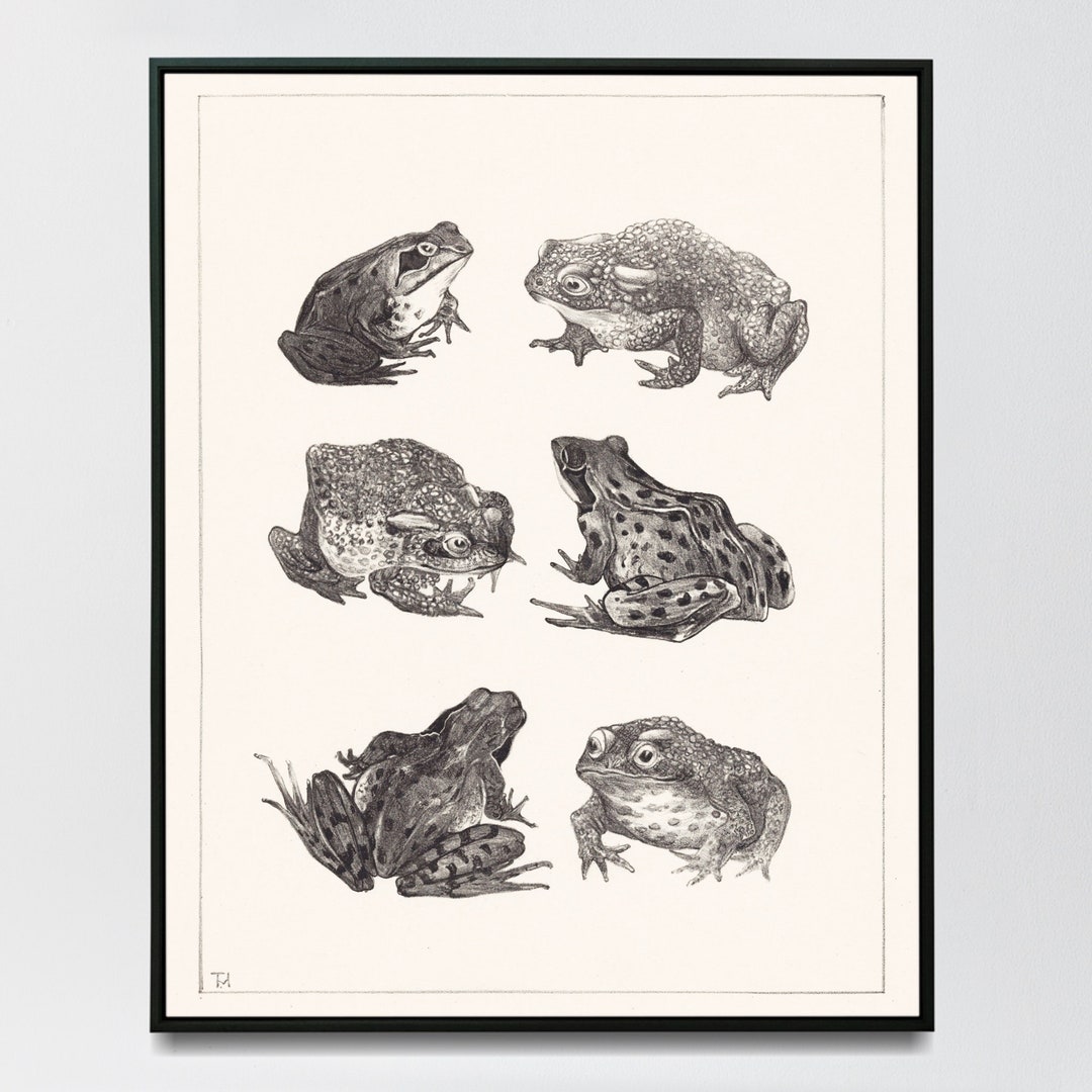 Six Frogs and Toads, Antique Frog Illustrations, Simple Frog Drawings ...