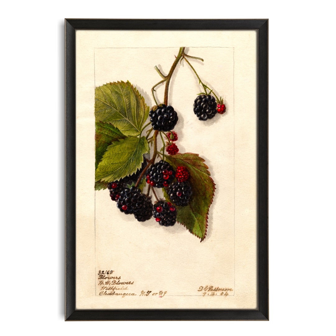 Blackberry Illustration, Antique Reproduction Blackberry Art ...