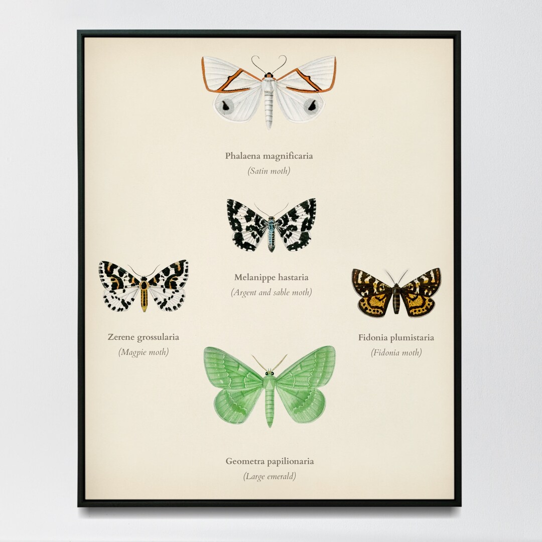 Victorian Moth Poster, Green and White Moths, Book Illustration ...