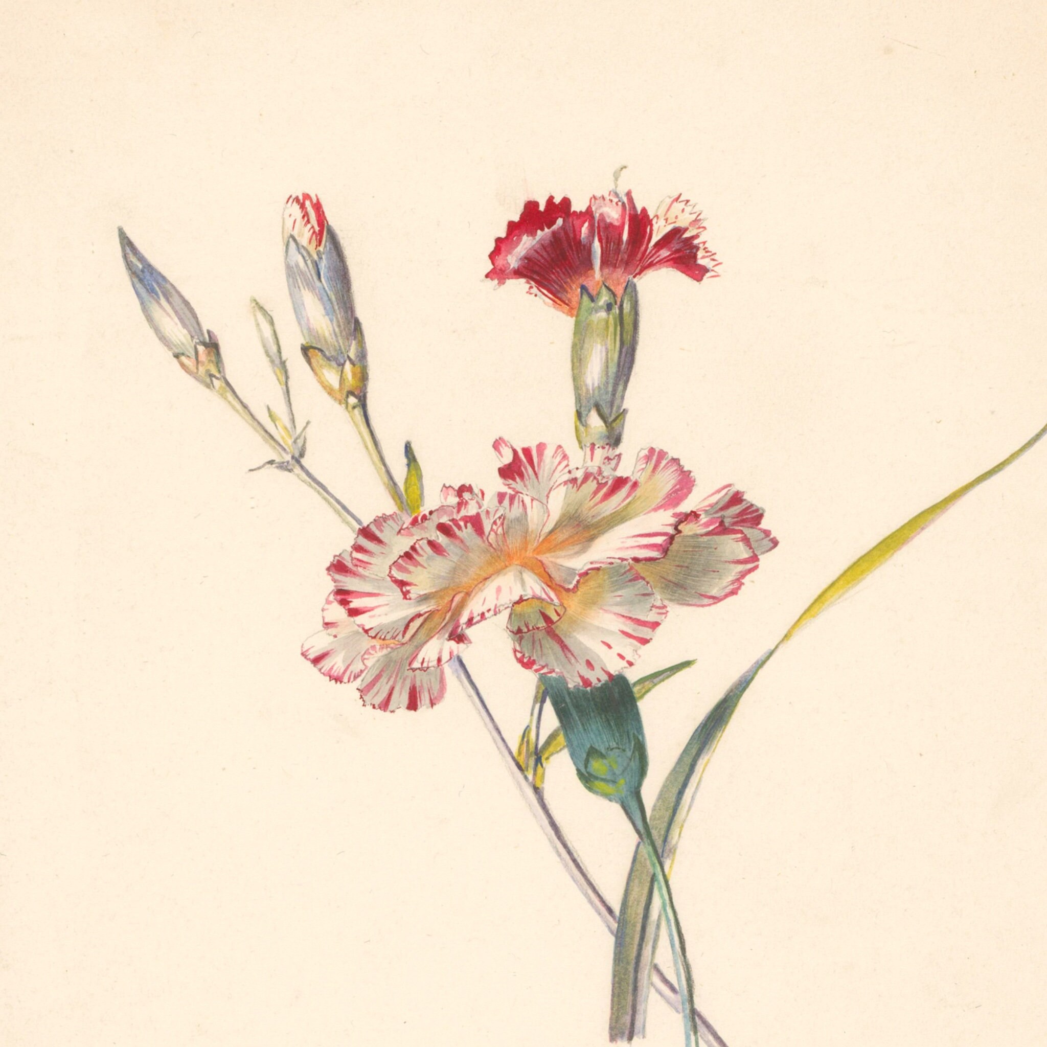 Antique Carnation Floral Illustration, Striped Carnation Flower Study ...