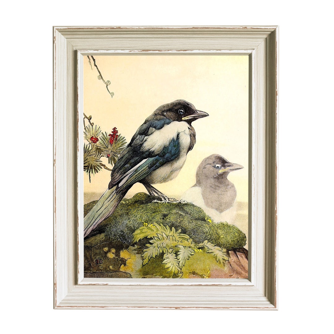 Vintage Baby Magpie Illustration, Antique Baby Bird Book Art, Magpie ...