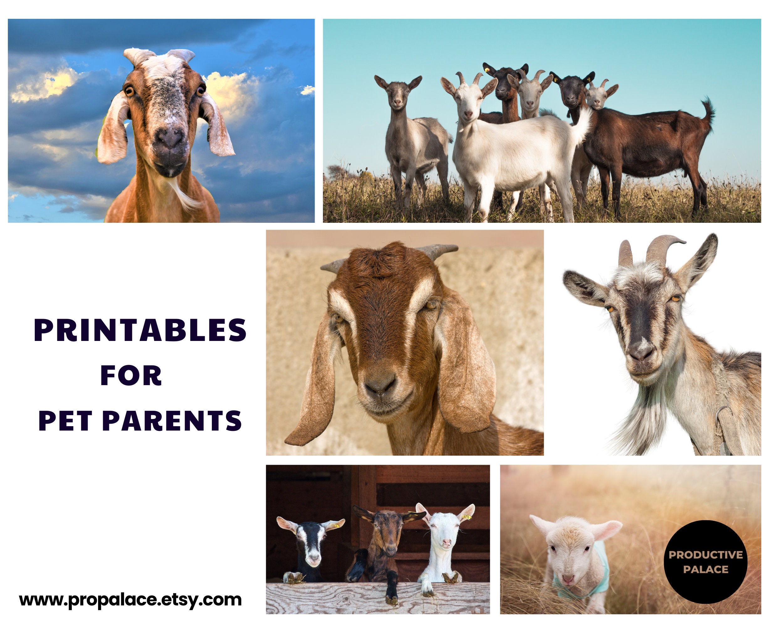 Printable * Goat Birth Certificate – Document Write in Birth Record ...