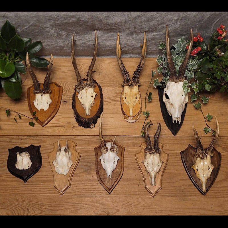 Real Mounted Deer Head - Etsy