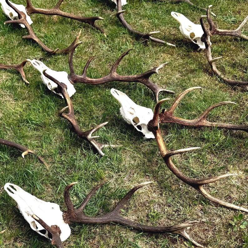 Décoration murale tête de mort de cerf - Trophée naturel - Curiosité de ...