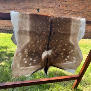 Real Fallow Deer Hide Rug – Authentic Animal Skin – Natural Tanned ...