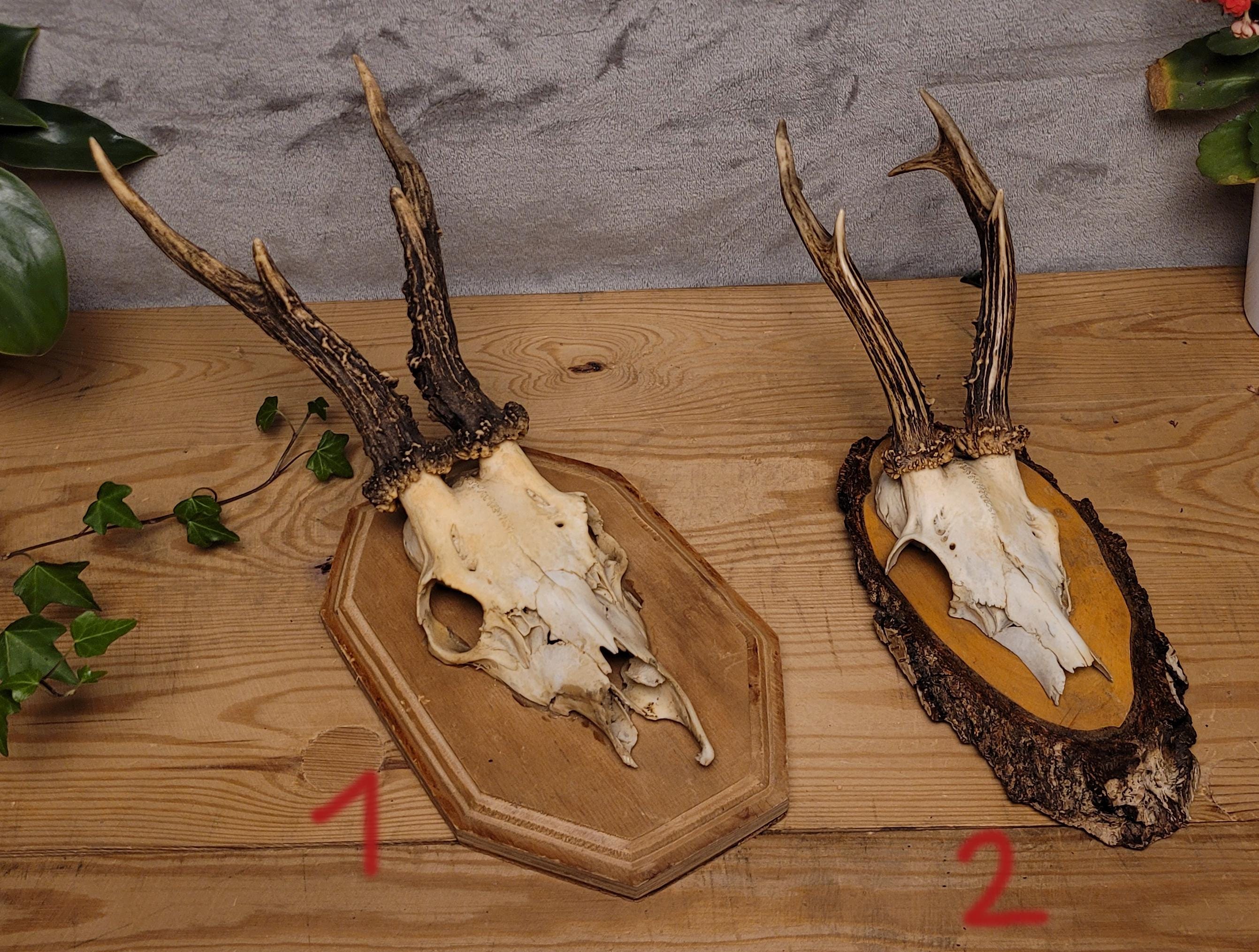 Authentic Roe Deer Skull on Rustic Wood Mount Vintage Wall Hanging Real ...