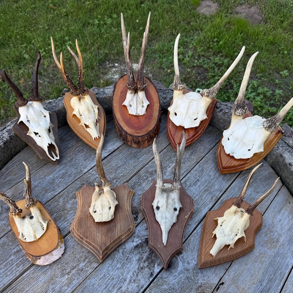 Real Mounted Deer Head - Etsy