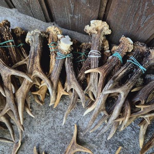 REAL Roe Deer ANTLERS – Single or Pair | Authentic Forest Find ...