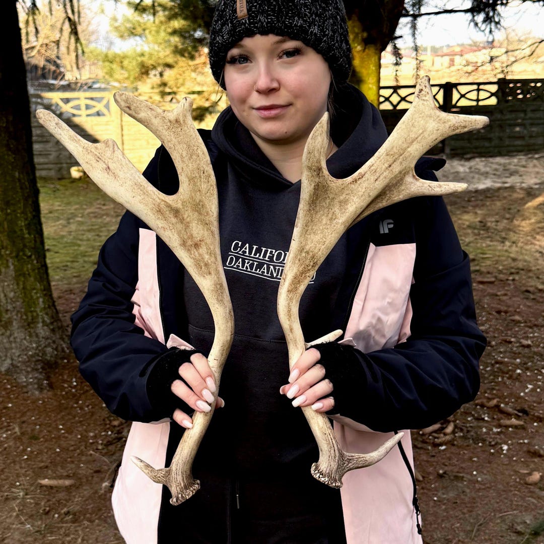 Real Fallow Deer Antlers for Rustic Cabin Decor - Etsy