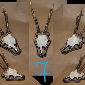 Real Roe Deer Skull Wall Mount - Hunting Decoration Collectible Gift - Etsy