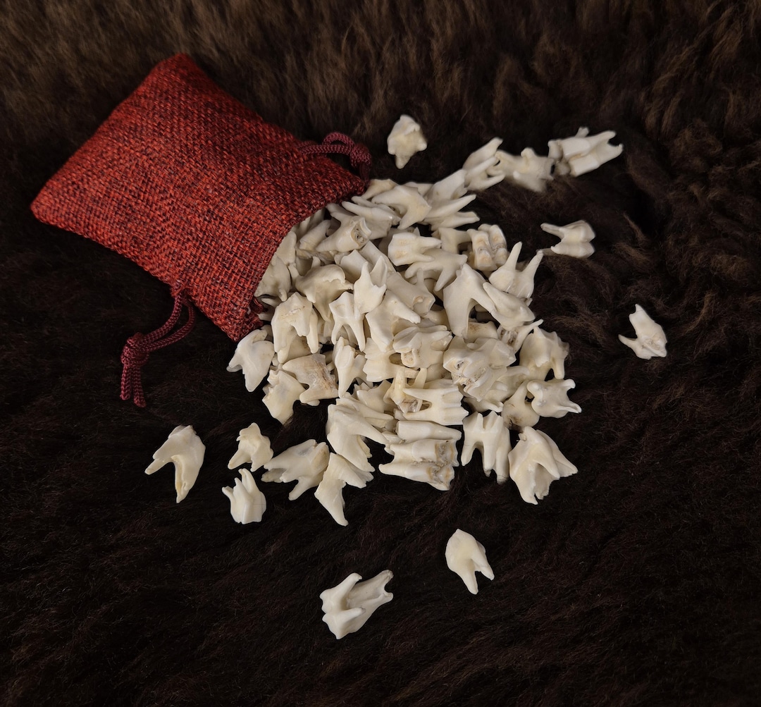 Real Roe Deer Teeth for Crafting, Witchcraft, Curiosities, Jewelry ...