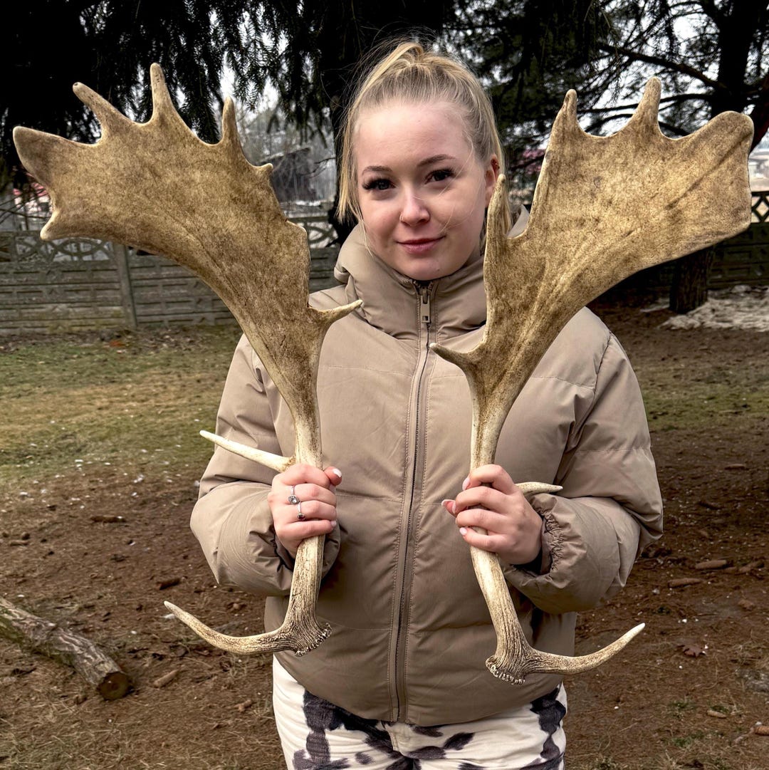 Fallow Deer Antlers for Rustic Decor - Naturally Shed Pair, Odor-free ...