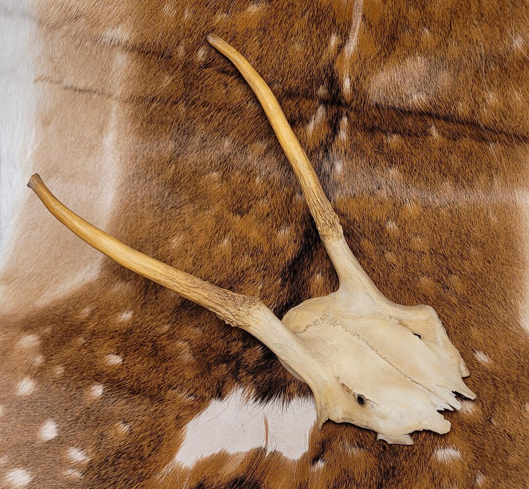 Real VINTAGE Red Deer SKULL Cap for Taxidermy Display | Authentic Old ...