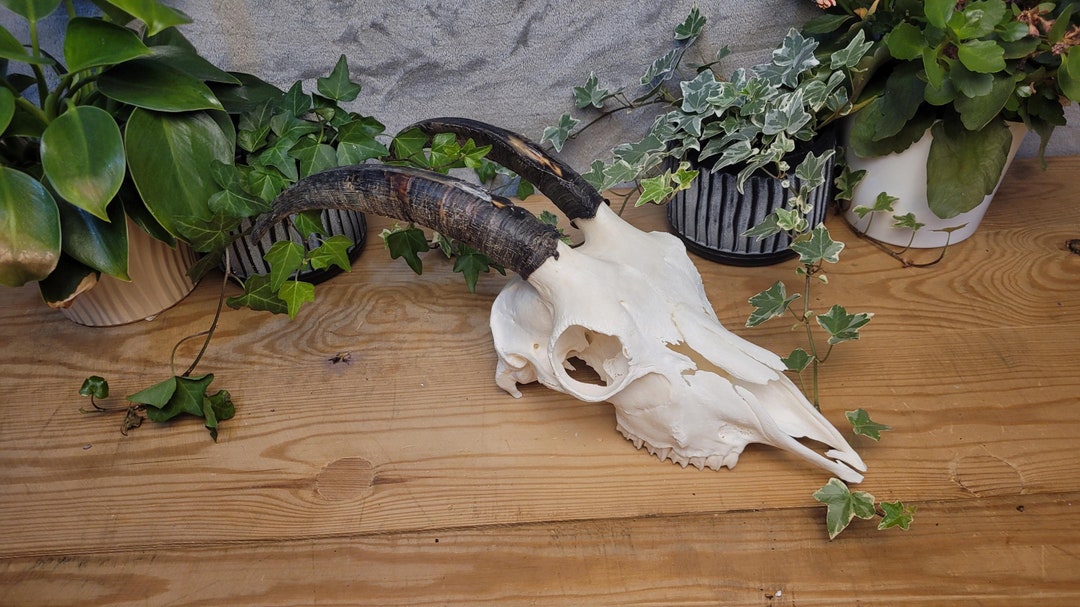 REAL Goat SKULL With HORNS | Real Domestic Goat Skull | White Bovine ...