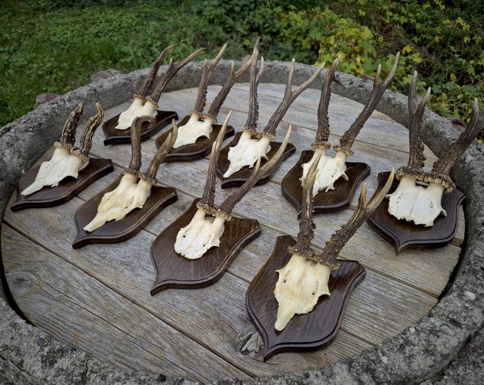 REAL Vintage Roe Deer ANTLERS Wall Hanger - Authentic European Animal ...
