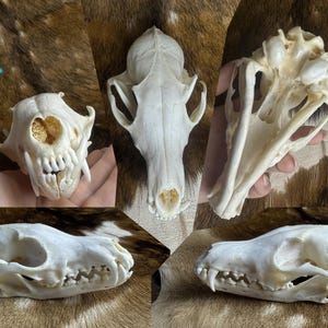 Real Fox Skull for Crafting | Random Selection | Affordable Animal ...