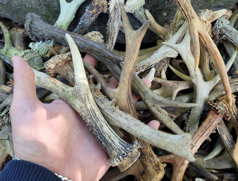 Real FOREST Roe Deer Antler | Rustic Forest Find, DIY Craft Material ...