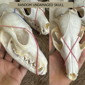 Real RANDOM Fox Skull - Natural Predator Specimen | Bone Craft Supplies ...
