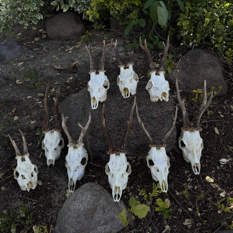 Real Wolf Skull - Etsy