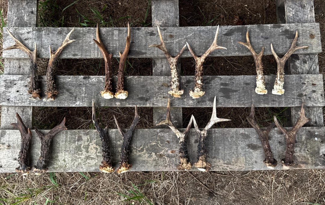 Huge Roe Deer Antlers | Real Antlers for Crafting & Decor | Unique ...