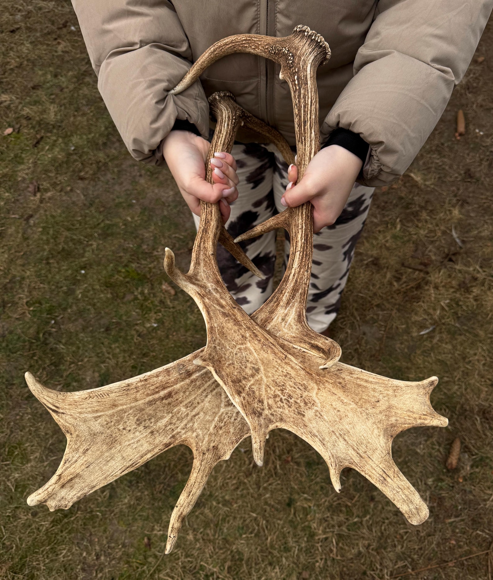 Fallow Deer Antlers for Crafting - Naturally Shed Pair - Lodge Cabin ...