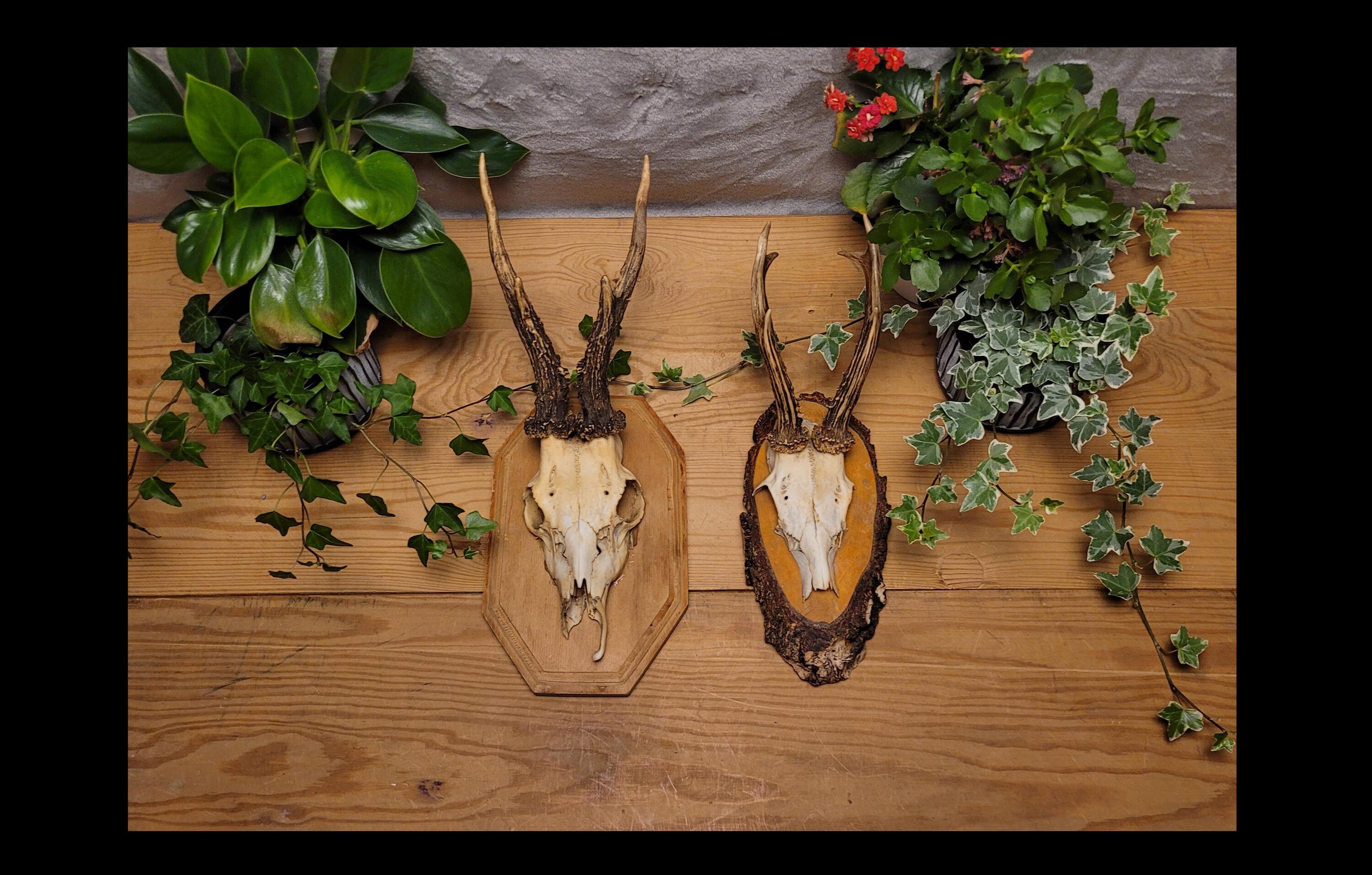 Authentic Roe Deer Skull on Rustic Wood Mount Vintage Wall Hanging Real ...