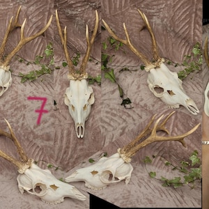 REAL Roe Deer SKULL | Viking-inspired Decor | Halloween Gift Set ...