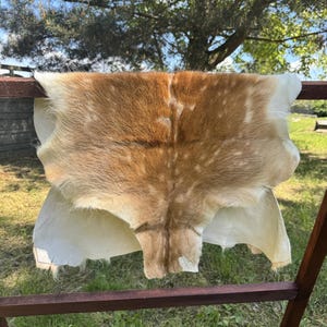 Real Fallow Deer Hide Rug – Authentic Animal Skin – Natural Tanned ...