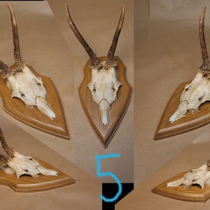 Real Roe Deer Skull Wall Mount - Hunting Decoration Collectible Gift - Etsy