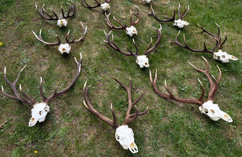 Décoration murale tête de mort de cerf - Trophée naturel - Curiosité de ...
