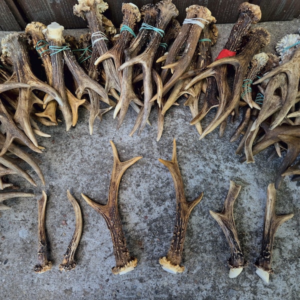 Real Deer Antlers - Etsy