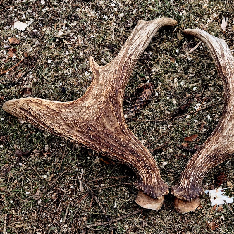 Moose Antlers for Sale - Etsy Canada