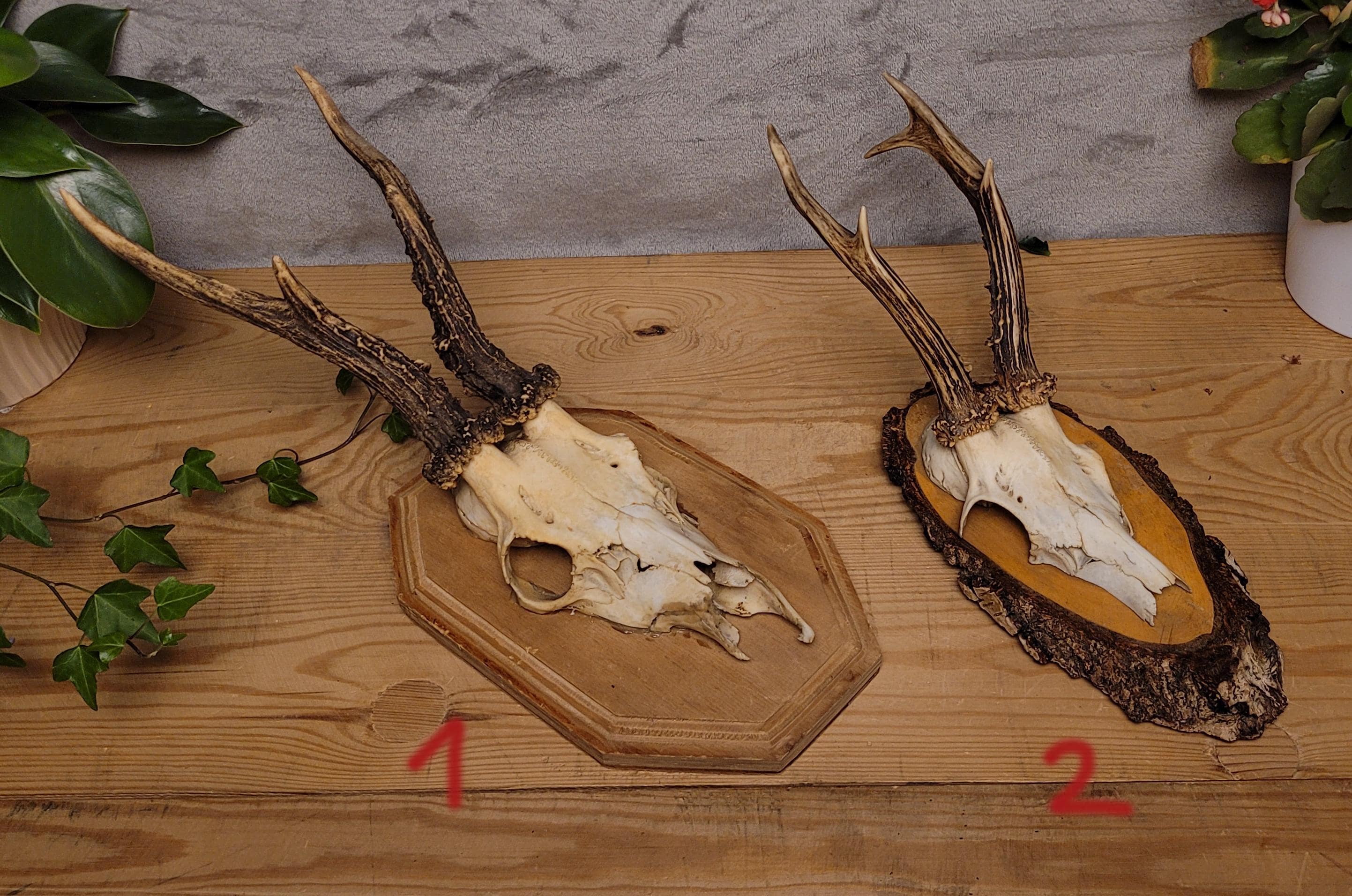 Authentic Roe Deer Skull on Rustic Wood Mount Vintage Wall Hanging Real ...
