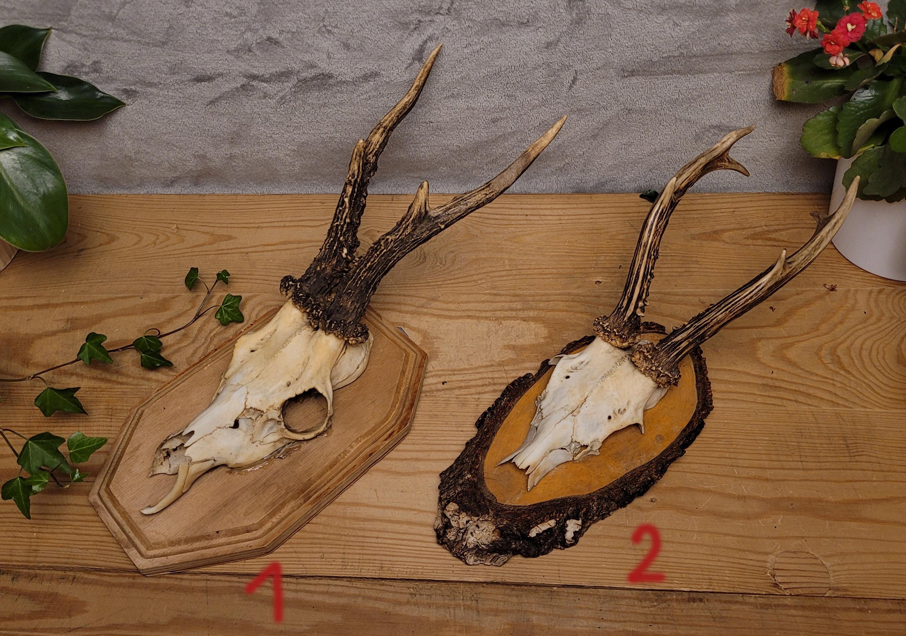 Authentic Roe Deer Skull on Rustic Wood Mount Vintage Wall Hanging Real ...
