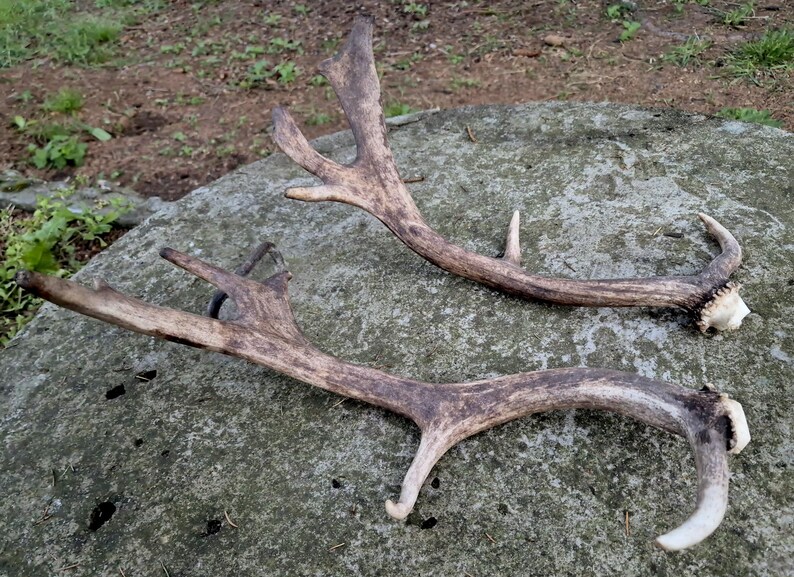 Real Fallow Deer Antlers for Rustic Cabin Wall Decor Gift - Etsy