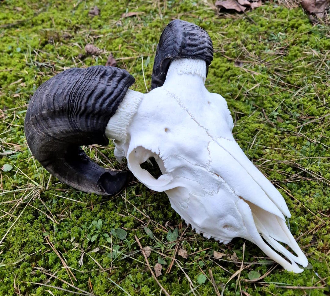 Ram Skull Decor - Real Bone With Horns, Odorless, Natural Specimen - Etsy