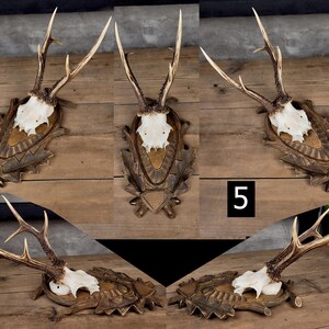 Vintage Roe Deer Skull Mount • Real Buck Antlers on Wooden Plaque ...