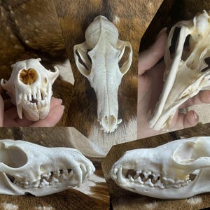 Real Fox Skull for Crafting | Random Selection | Affordable Animal ...