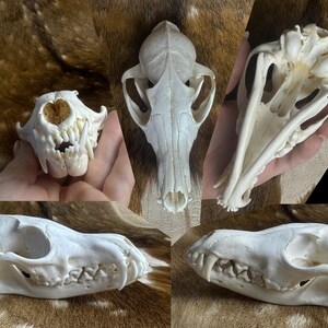 Real Fox Skull for Crafting | Random Selection | Affordable Animal ...