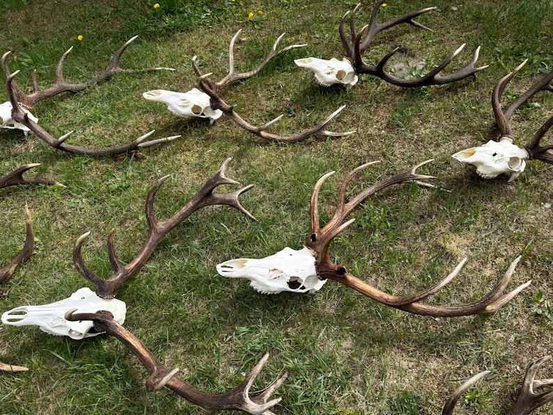 Décoration murale tête de mort de cerf - Trophée naturel - Curiosité de ...