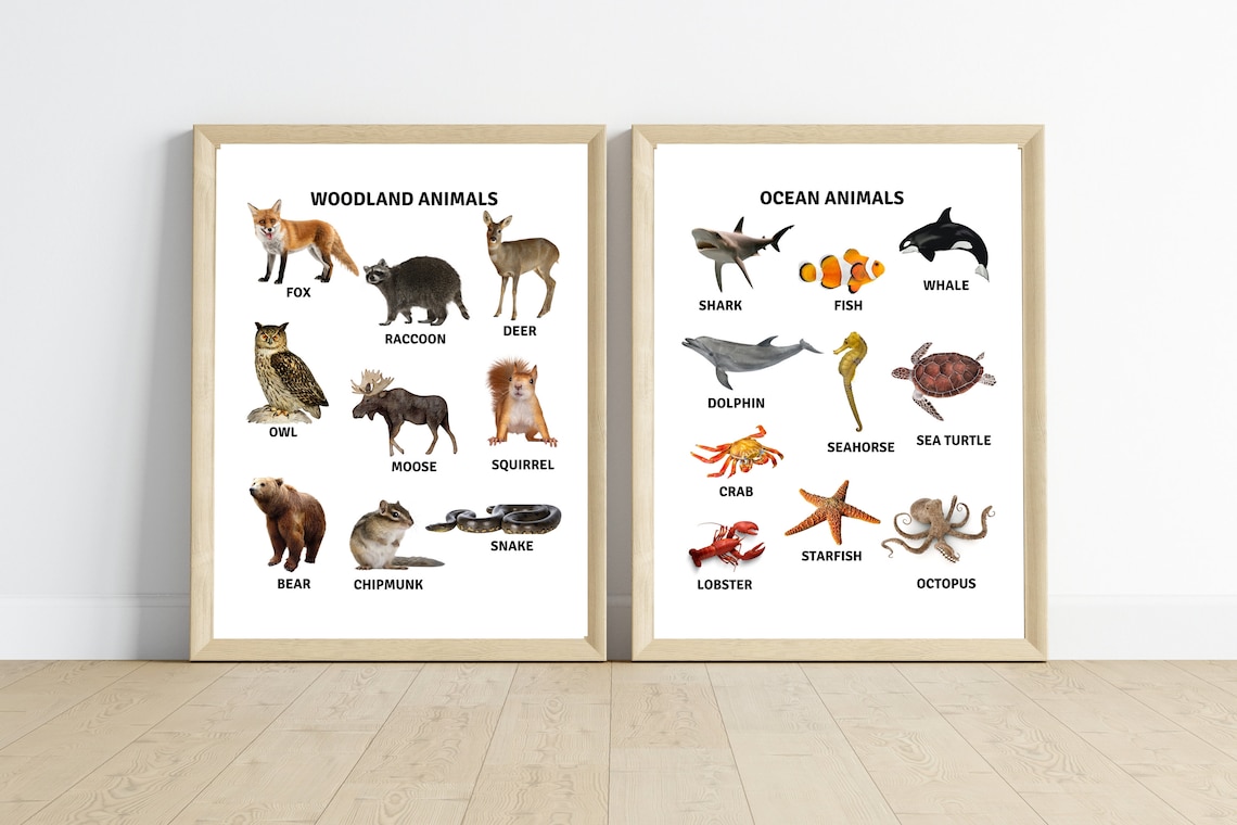 Set of 5 Animal Photo Posters, Homeschool Decor, Montessori, Playroom ...
